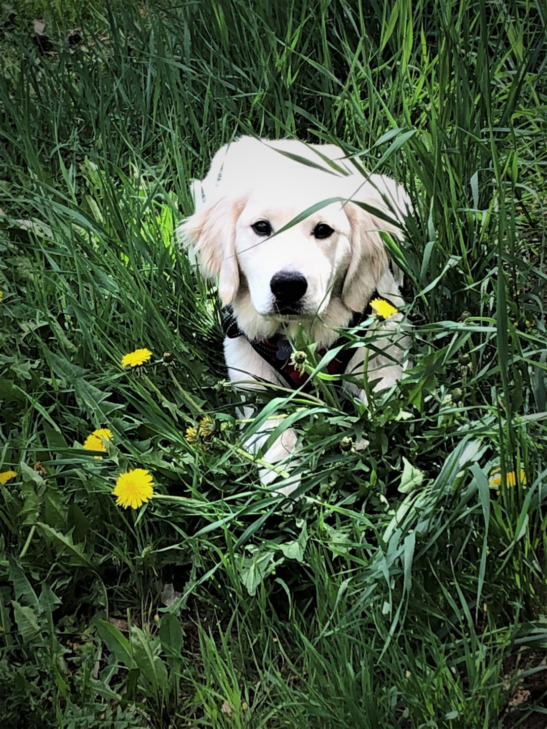 The Dogs I've Loved - Allegedly True Stories